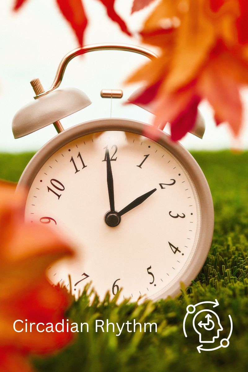 The Science of the Circadian Rhythm And It's Effects On Our Body.